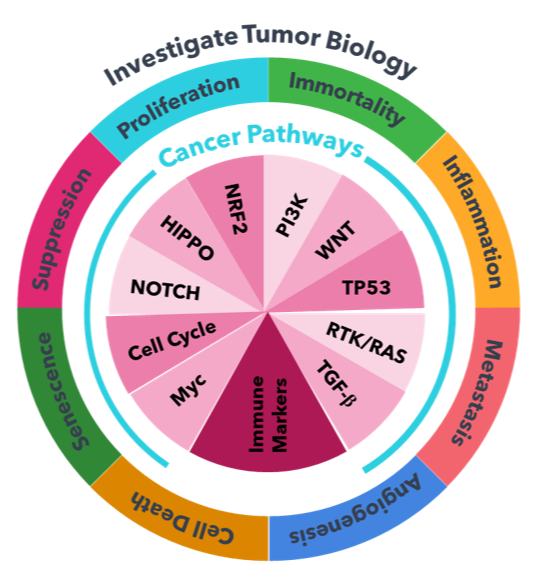 MERSCOPE PanCancer Pathways Panel