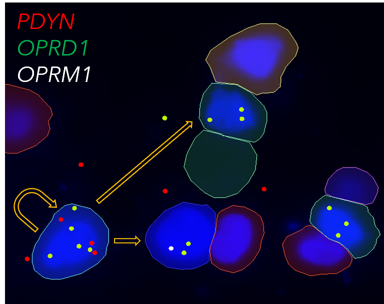 MERSCOPE 1000-Plex Gene Panels