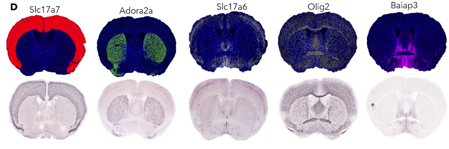 MERSCOPE Pane Neuro Cell Type Panel