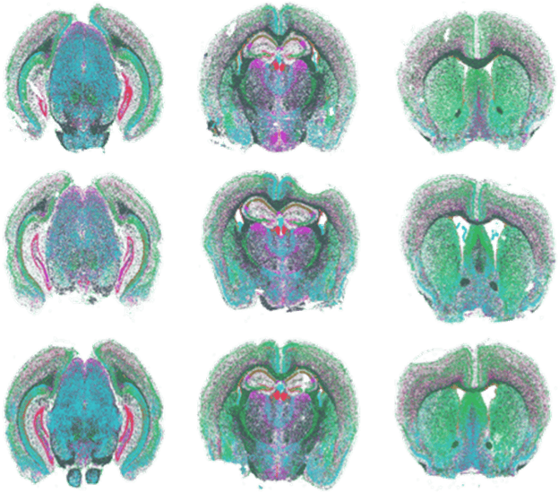 Mouse Brain Receptor Map LP Updated June 2023